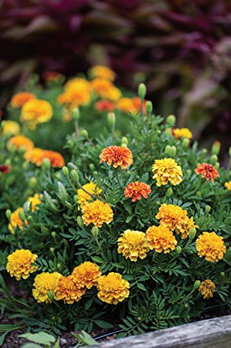 Burpee Strawberry Blonde Marigold Seeds 50 seeds