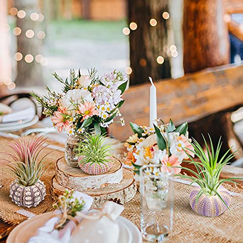 6PCS Hanging Air Plants Holders/Stand Mini Sea Urchin Shell Decorative Tillandsiat Succulent Air Plant Display Container for Home Office Wall Garden Beach Hawaii Theme Party Favors