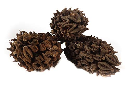 Josh's Frogs Magnolia Pods (Includes 5 Pods)