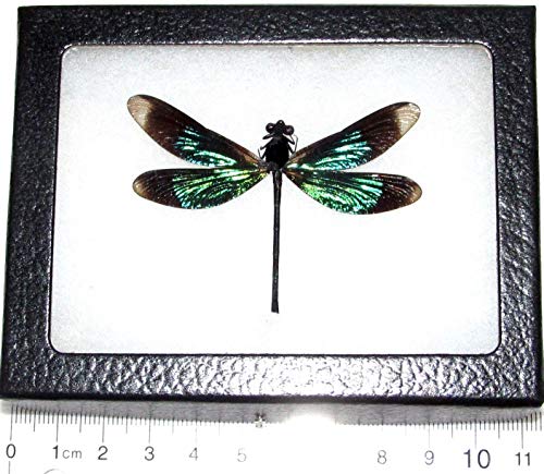 BicBugs Calopteryx Virgo Real Framed Green Black Dragonfly DAMSELFLY Indonesia