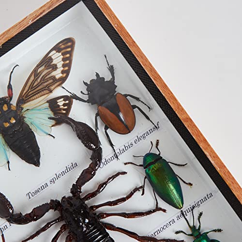 9 Real MIXS Very Rare Insect Taxidermy Set in Boxes Display for Collectibles