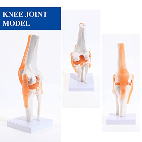 ASINTOD Anatomical Medical Knee Joint with Ligaments Model, Human 1:1 Life Size, for Science Classroom Study, Display Teaching