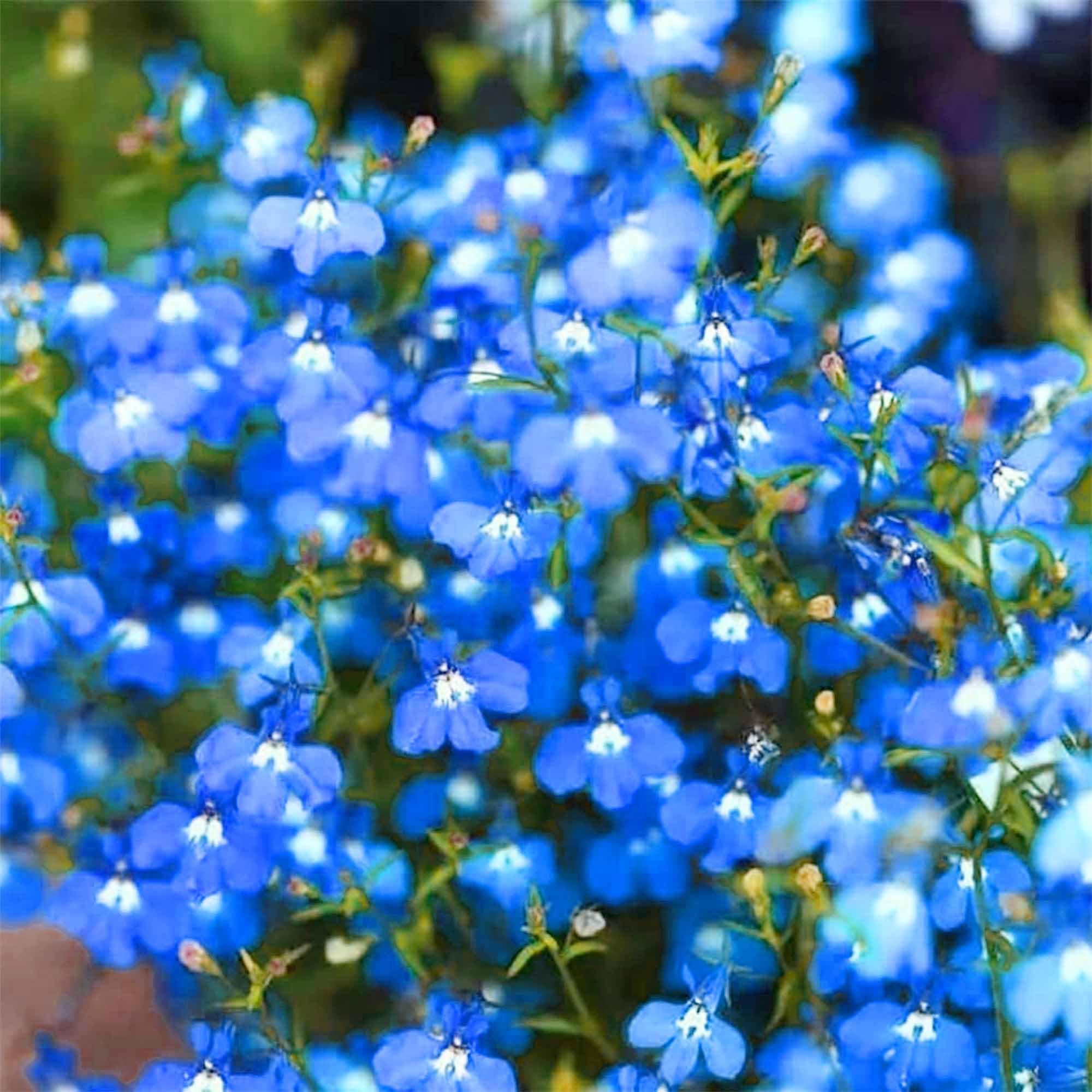 20000+ Peacock Blue Heirloom Creeping Thyme Lawn Seeds - Non-GMO Magic Ground Cover Flowers Seeds Perennial Thymus Serpyllum Seed for Planting