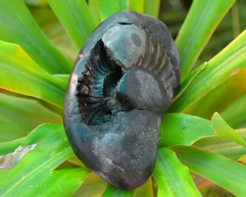 2.25"X4"Shri Laxmi Narayan Shaligram, Rare & Special One Piece, Religious Gifts, Saligram Stone - Gandaki River -I-6051