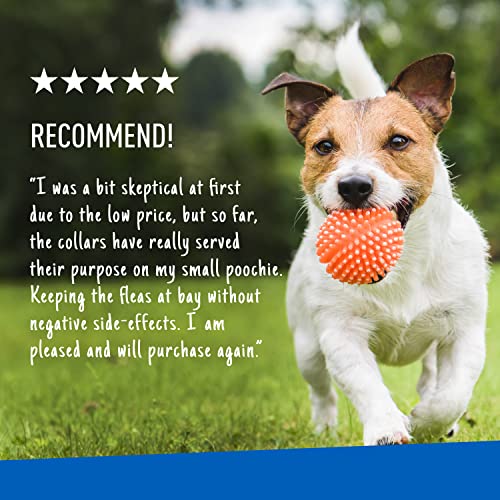 Adams Plus Flea & Tick Collar for Dogs, 7-Month Protection, Adjustable Collar Fits Small Dogs & Puppies, Kills & Repels Fleas, Flea Eggs, Flea Larvae, and Ticks, Kills Tick Larvae and Tick Nymphs