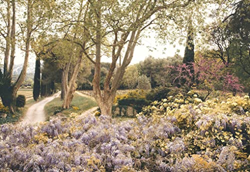 An American in Provence: Art, Life and Photography