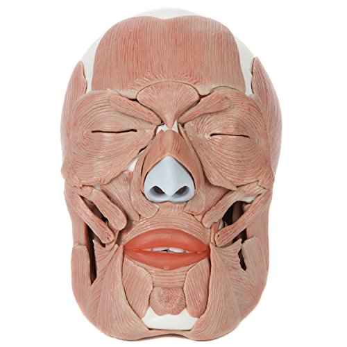 Axis Scientific 3-Part Painted Skull Model with Facial Musculature β Life Size Anatomical Skull Model with 36 Removable Parts
