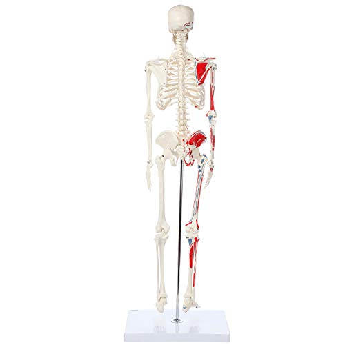 Axis Scientific Mini Human Skeleton Model with Metal Stand, 31" Tall, Painted and Numbered Muscle Insertion and Origin Points, Product Manual for Study and Reference, Easy to Assemble
