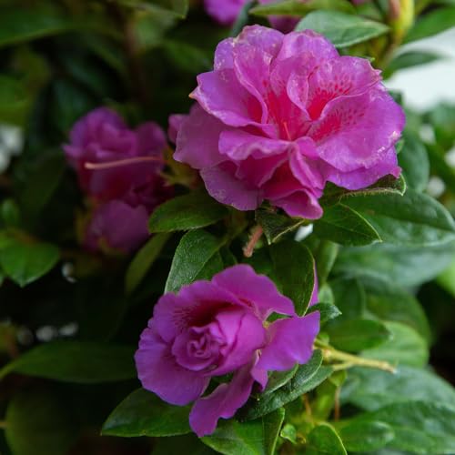 2 Gal. Encore Azalea Autumn Majesty Purple Blooms