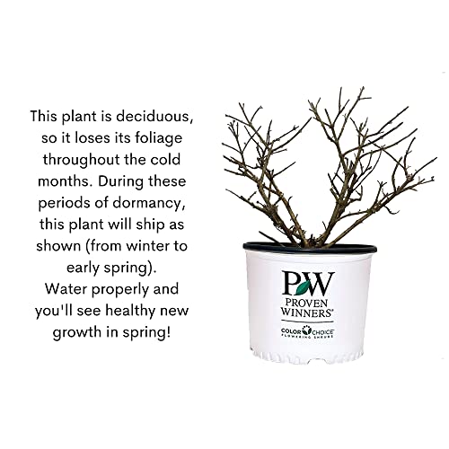2 Gal. Pugster Ameythst Buddleia Shrub