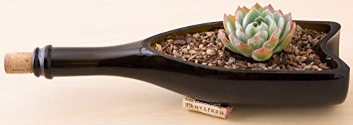 Bonsai Jack Succulent and Cactus Soil - Jacks Gritty Mix #111 - 2 Quarts β Fast Draining β Fight Root Rot β Optimized pH
