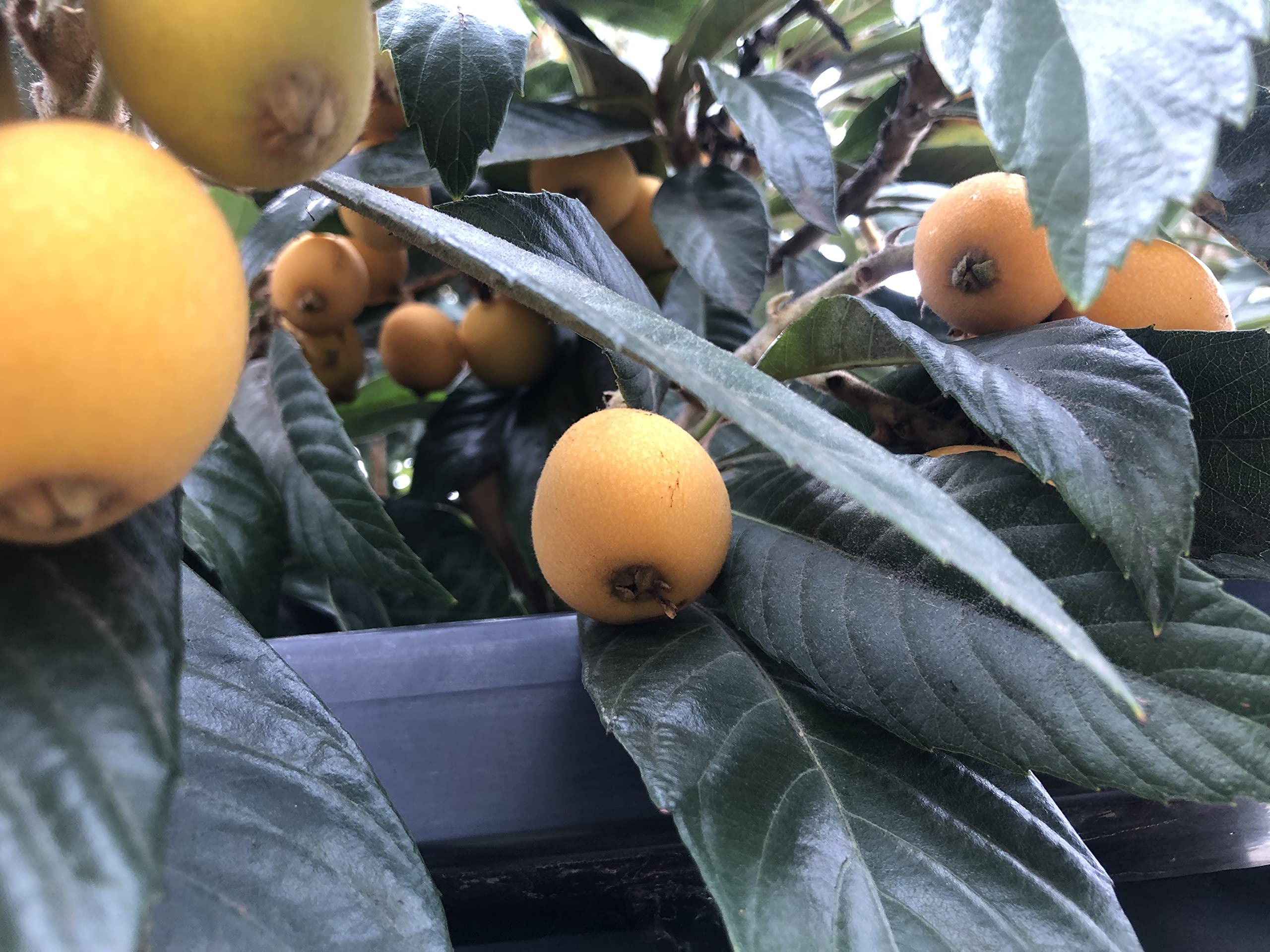 2 Packages of Loquat Fruit Eriobotrya Japonica Seeds - 5 Seeds Per Package