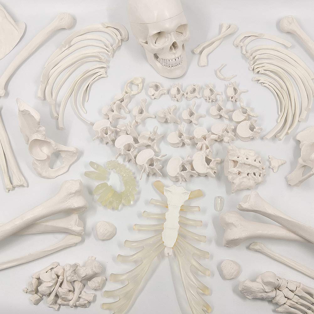 Evotech Disarticulated Human Skeleton Model For Anatomy 67 inch High, Full Size Skeleton Models with Skull, Spine, Bones, Articulated Hand & Foot, for Anatomy Medical Learning