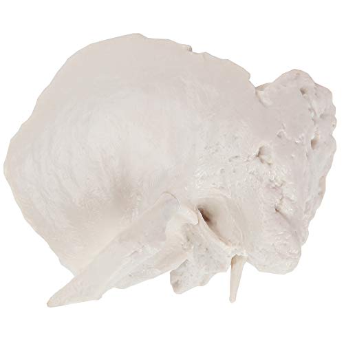 Axis Scientific Temporal Bone - Left