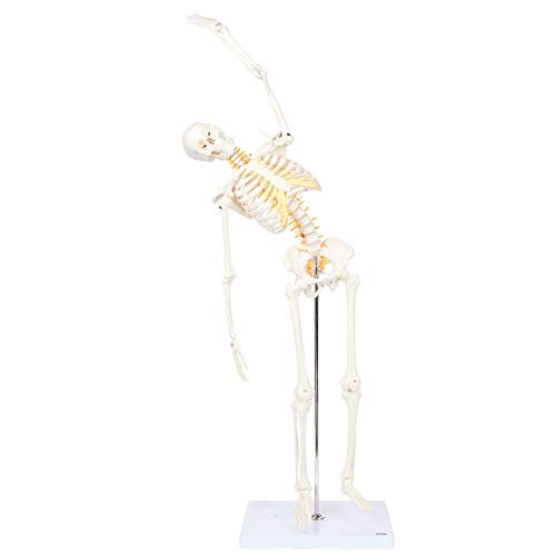 Axis Scientific Mini Human Flexible Skeleton Model with Stand, 34" Tall Skeleton Includes Flexible Spine and Removable Arms and Legs, a Stand and Base for Display and Demonstration,