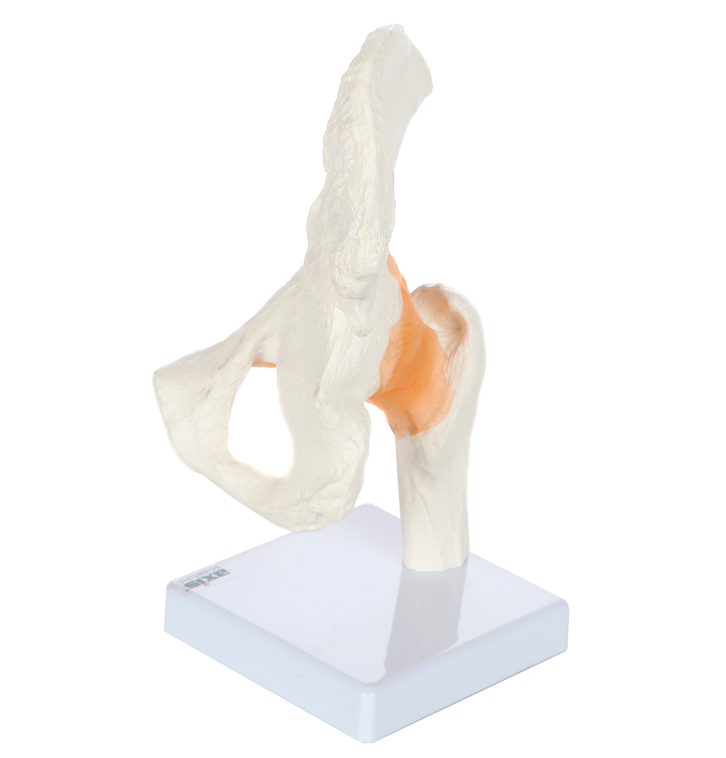 Axis Scientific Life Size Human Hip Bone Anatomy Model β Premium Hip Joint Anatomy Model for Medical Students with Flexible Ligaments and Bony Landmarks β Includes Base, Includes Product Manual