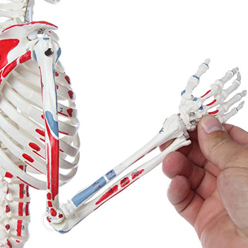 Axis Scientific Mini Human Skeleton Model with Metal Stand, 31" Tall, Painted and Numbered Muscle Insertion and Origin Points, Product Manual for Study and Reference, Easy to Assemble