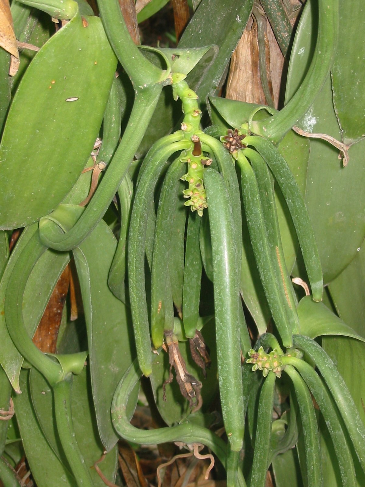 25 Tahitian Extract Grade B Vanilla Beans 4~6" by Vanilla Products USA