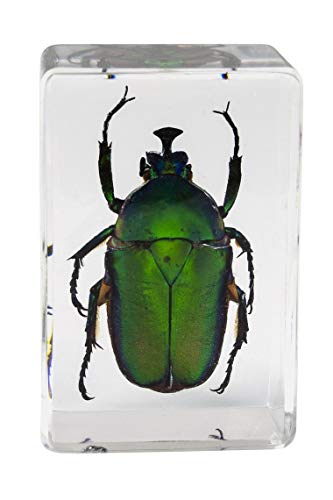 Celestron – Real 3D Bugs in Clear Resin – 4pc Set Includes Wasp, Ant, Chafer, and Beetle Specimens – Perfect for Science Eduction and Classroom – Use with Digital and Stereo Microscopes