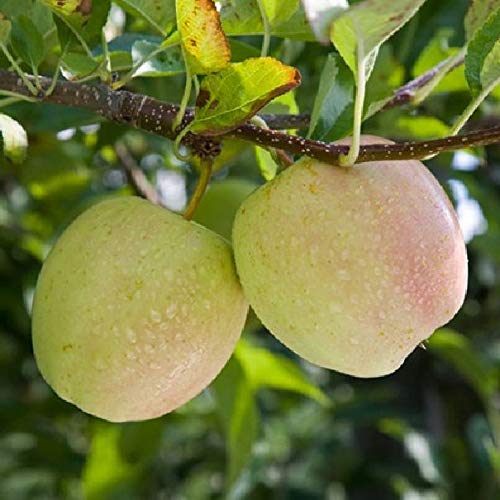 7 Fresh Stem Cuttings from Golden Anna Apple Trees, Unrooted Fruit Tree Cuttings - for Propagation - Cold Hardy