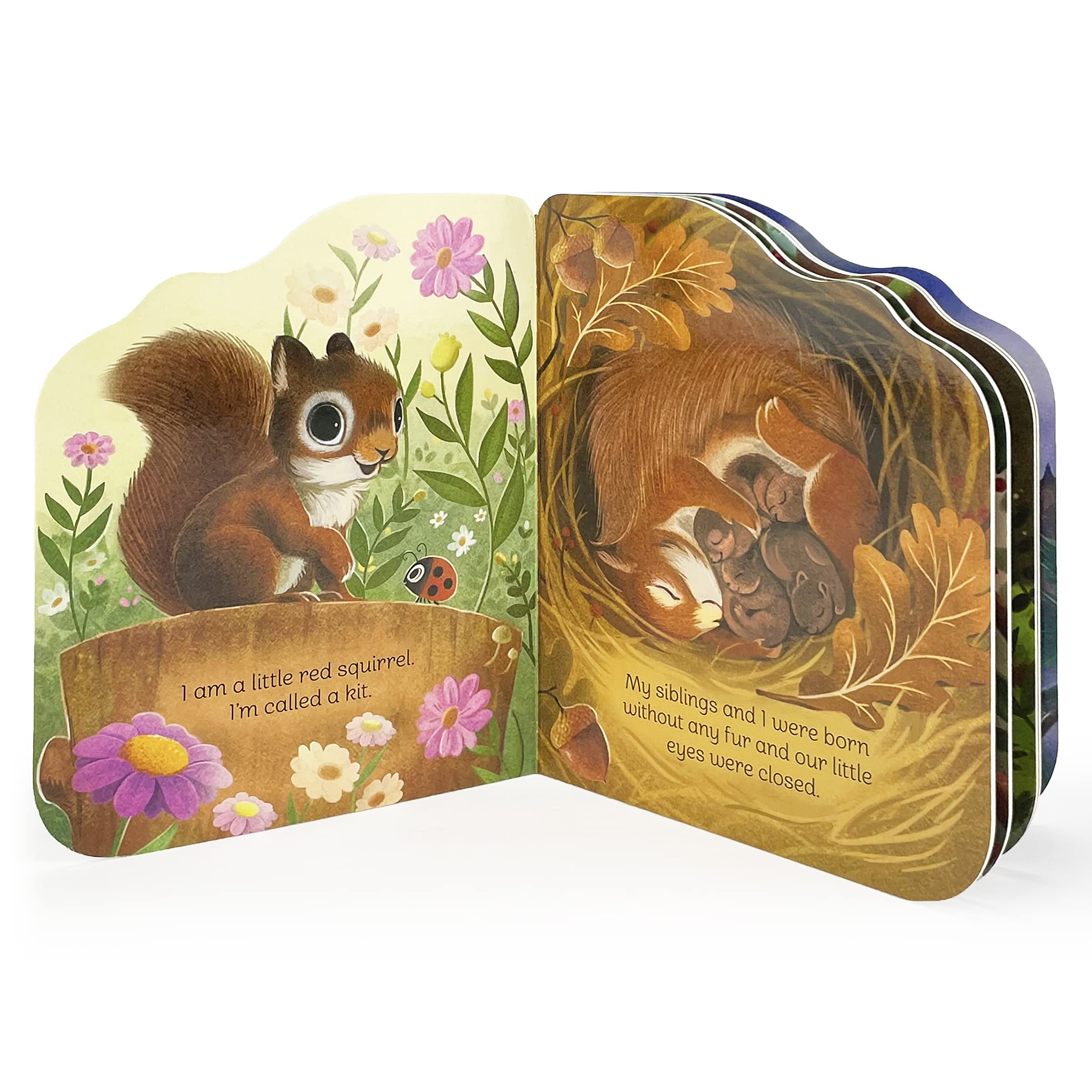 A Little Squirrel - An Animal-Shaped Children's Board Book, Ages 1-5