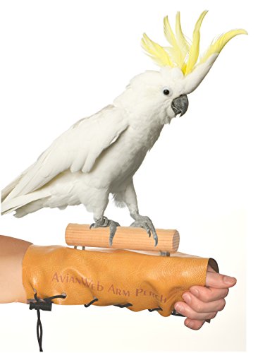 Avianweb™ Arm & Hand Perch (Large (1.5" Dowel))
