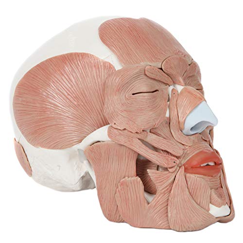 Axis Scientific 3-Part Painted Skull Model with Facial Musculature β Life Size Anatomical Skull Model with 36 Removable Parts