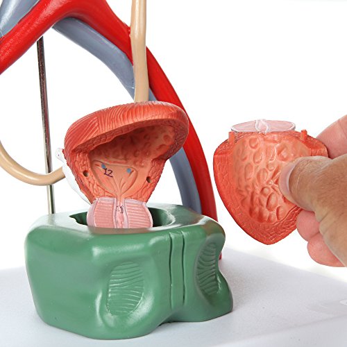 Axis Scientific Anatomy Model of Male Urinary System | Urinary System Model is 13.5 Inches Tall | Features Kidneys with Adrenal Glands, Ureters, and Bladder | Includes Product Manual