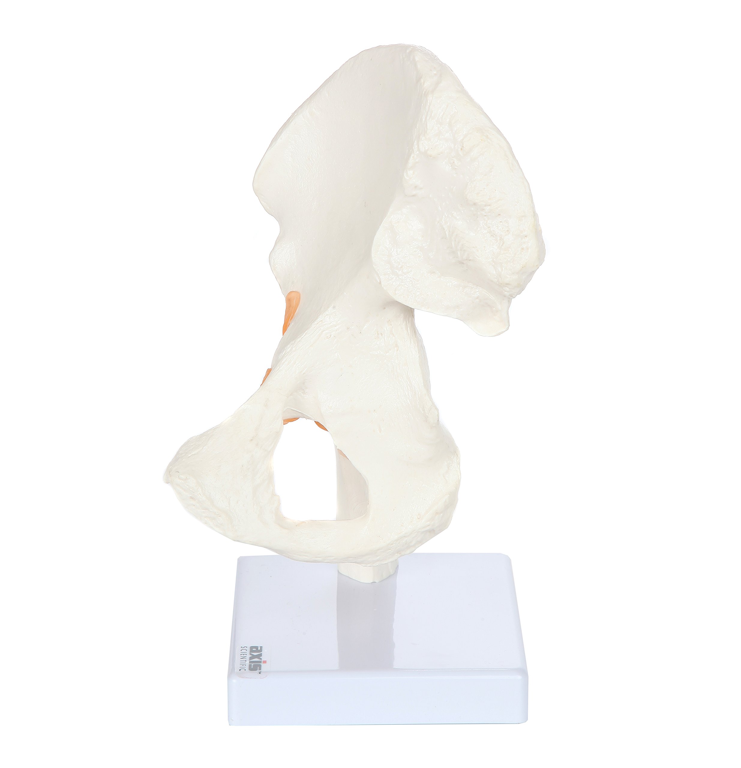 Axis Scientific Life Size Human Hip Bone Anatomy Model β Premium Hip Joint Anatomy Model for Medical Students with Flexible Ligaments and Bony Landmarks β Includes Base, Includes Product Manual