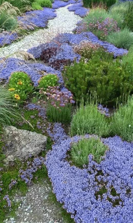 3000+ Mix Creeping Thyme Seeds Ground Cover for Planting , Heirloom Thymus Serpyllum , Ground Cover Plants Easy to Plant and Grow, Non-GMO Yellow, Pink, Blue