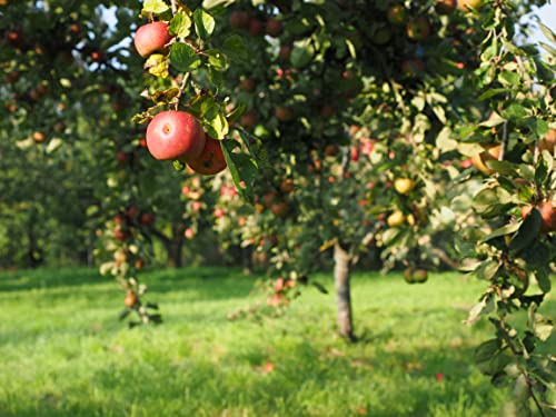 300Pcs|Apple Tree Seeds for Planting|Healthy,Sweet,Delicious(NOTSWOH)