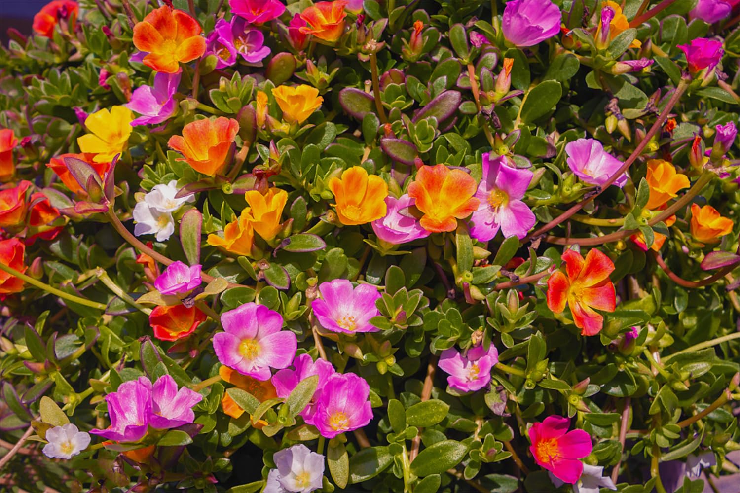 2000+ Moss Rose Seeds for Planting Outdoor Rare Purslane Seeds Succulent Ground Cover Plant Portulaca Oleracea Seeds