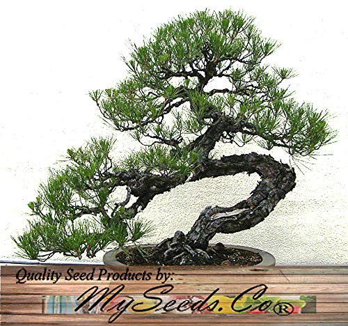 Big Pack Bonsai Tree Seeds - Japanese Black Pine Tree (150 Seeds), Pinus thunbergiana Pine Tree Seeds - Non-GMO Seeds by MySeeds.Co (Big Pack - Japanese Black Pine)