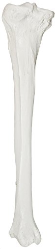 Axis Scientific Tibia Bone Model | Left | Cast from a Real Human Fibula Bone l Lower Leg Bone Model Has Realistic Texture and Important Bony Landmarks