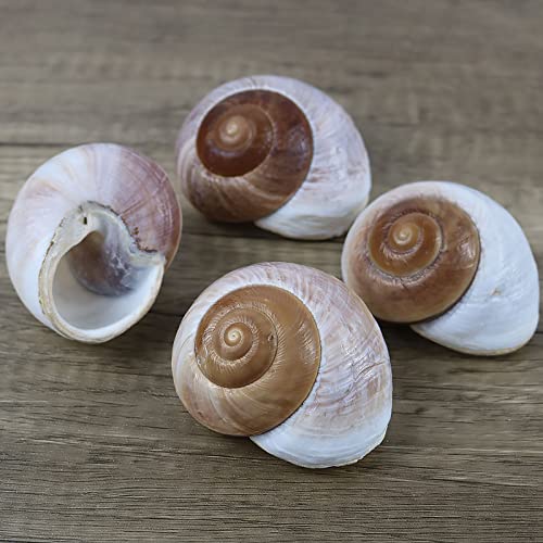 4 Pack Large Hermit Crab Shells, Muffin Snail Shells | Turbo Shells | Giant Land Snail Shells | Hermit Crab House for Fish Tank Aquarium Decoration Beach Home Decor Wedding Centerpieces, 2.75"-3"