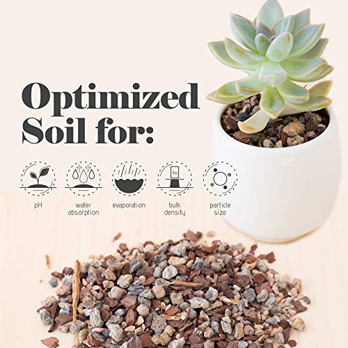 Bonsai Jack Succulent and Cactus Soil - Jacks Gritty Mix #111 - 2 Quarts β Fast Draining β Fight Root Rot β Optimized pH