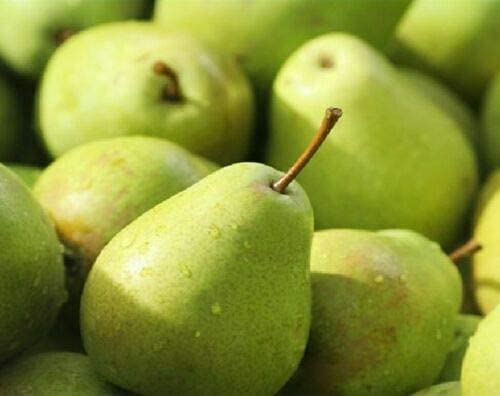 20 Seeds of Mixed Pears Trees, Bartlett, Kieffer, Green Anjou, Red Anjou, Asian Singo Pears Trees Seeds