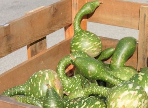 25 semi di Zucca Semi Swan Speckled