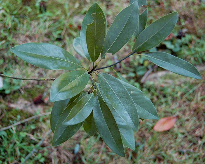 20 Sweetbay Magnolia Tree Seeds for Planting - Magnolia virginiana Northern