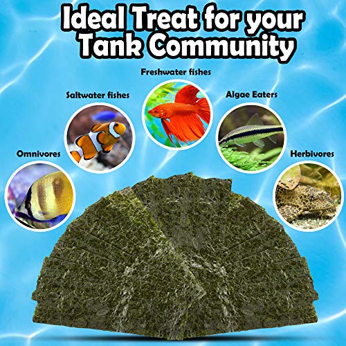 JOR Seaweed Fish Super Snack, Loved by Tangs, Angels, Bettas, Plecos, Hermit Crabs, and Snails, Dense in Vitamins, Beneficial Food Treat Supplement, 1 oz.