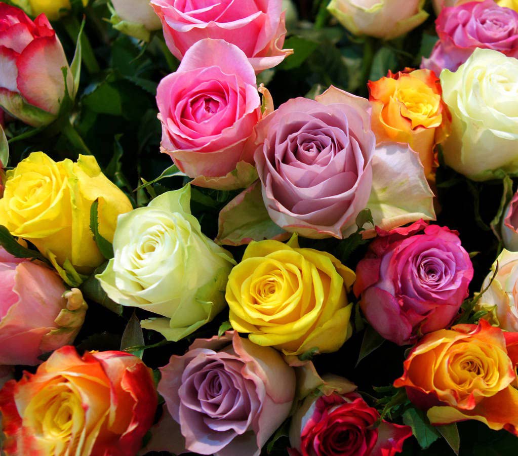 200+ Mix Rose Seeds for Planting Outdoors Flower Bush Perennial Shrub, Non-GMO Heirloom 90% Germination Rate Open Pollinated