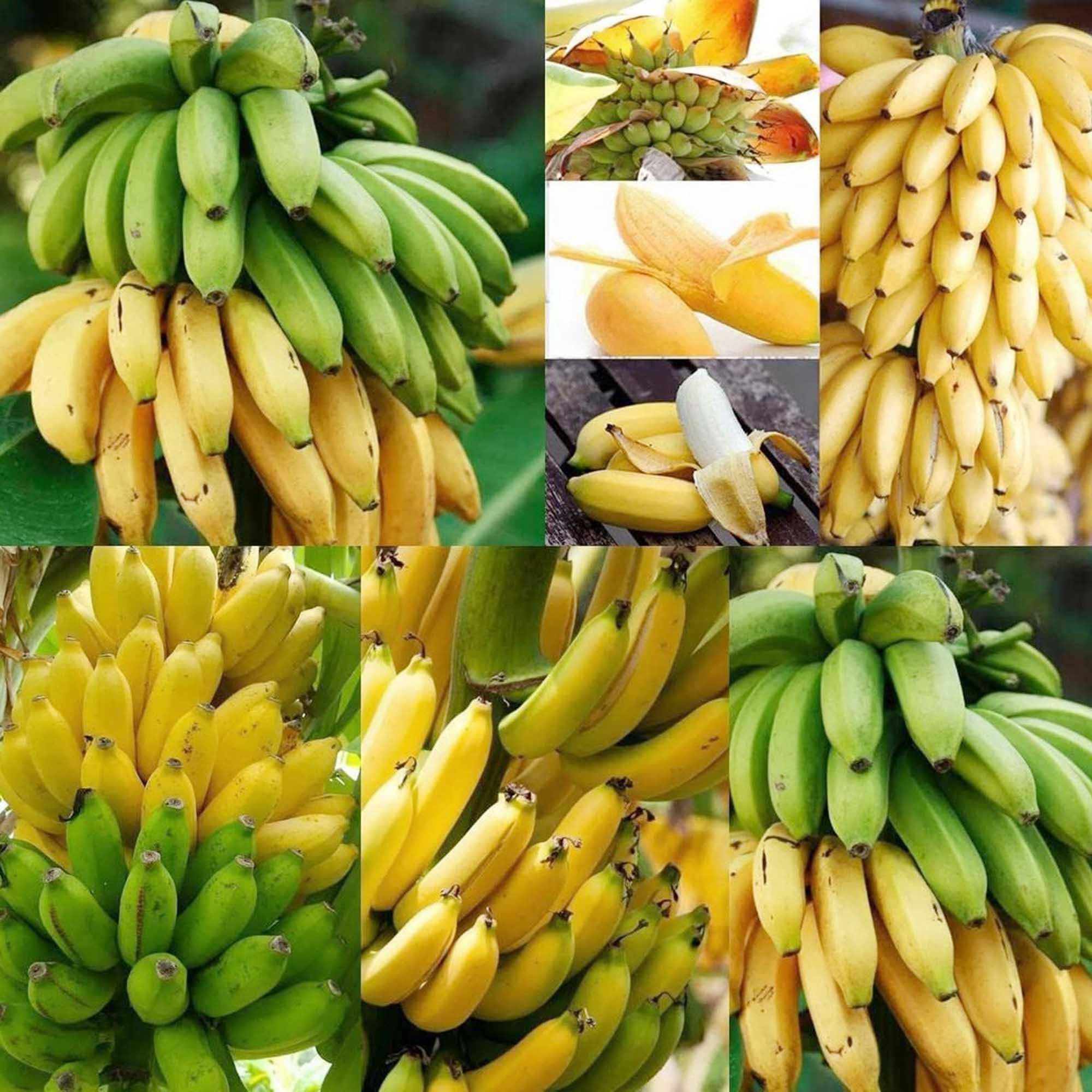 200+ Dwarf Banana Seeds for Planting - Fresh Fruit Non-GMO Heirloom Organic Seeds