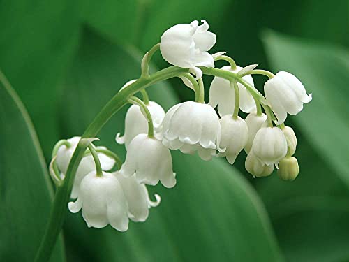 Herb & Root Lily of the Perfume for Oil Roll On for Women | Light, Fresh, Airy Classic Muguet Fragrance | Long-Lasting and Clean Perfume | Alcohol Free