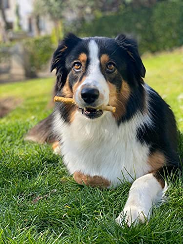 Fieldcrest Farms Nothing to Hide Natural Rawhide Alternative Twist Stix for Dogs - 3 Pack (30 Sticks) Premium Grade Easily Digestible Chews - Great for Dental Health (Chicken, Small Stix)