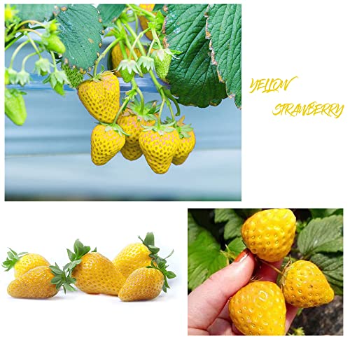 400+ Mix Strawberry Seeds for Planting Red Yellow Blue White Climbing Strawberry Heirloom Everbearing Fruit Sweet and Delicious