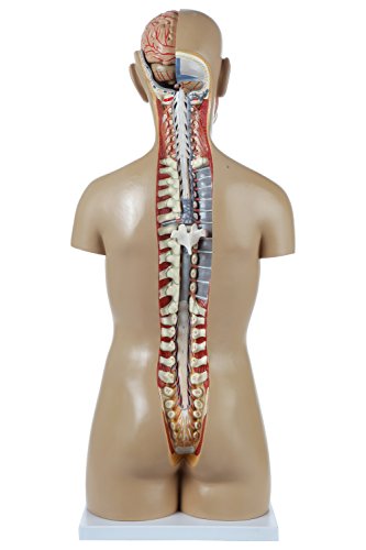 Axis Scientific 18-Part Premium Unisex Human Torso Model | Detailed Life-Size Human Body Model has 18 Removable Human Organs | Includes Detailed Product Manual