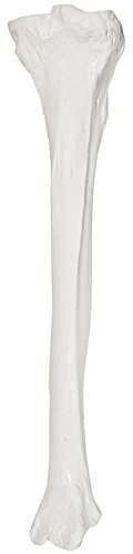 Axis Scientific Tibia Bone Model | Right | Cast from a Real Human Fibula Bone l Lower Leg Bone Model Has Realistic Texture and Important Bony Landmarks | Includes Product Manual