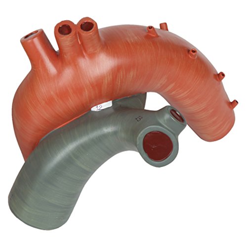 Axis Scientific Enlarged Human Heart Model, 3x Life-Size, Anatomically Accurate 3-Part Numbered Anatomical Heart Illustrates 34 Internal Structures, Magnetically Connected, Includes Product Manual