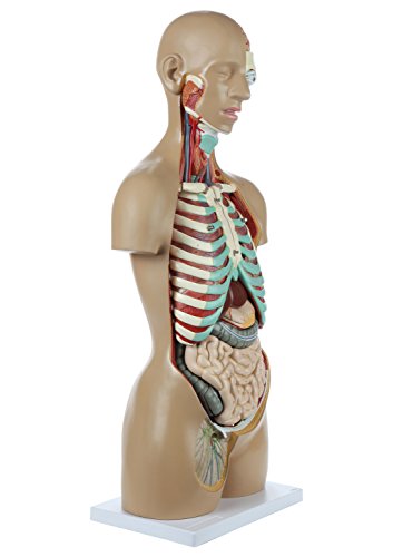 Axis Scientific 18-Part Premium Unisex Human Torso Model | Detailed Life-Size Human Body Model has 18 Removable Human Organs | Includes Detailed Product Manual