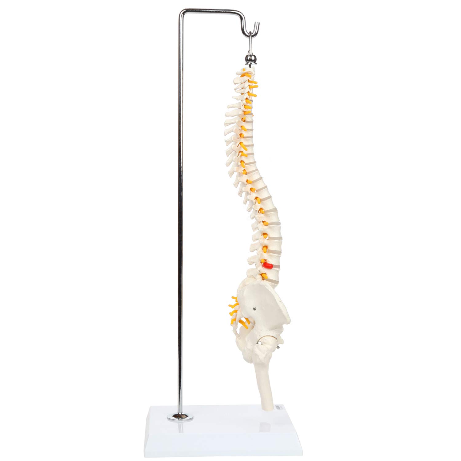 Axis Scientific 15.5" Mini Spine Model with Vertebrae,Nerves,Arteries, Lumbar Column,Male Pelvis - Human Anatomy Model for Education & Study - Includes Stand/Product Manual - Plastic Spine Model